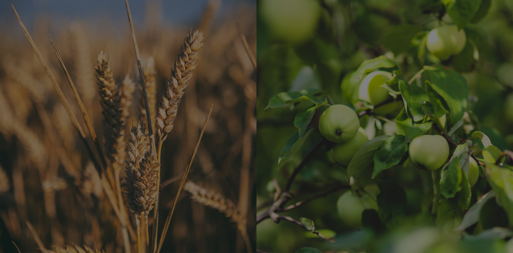 Large block – Seed Traits & Technologies – sample - iThrive Games ...