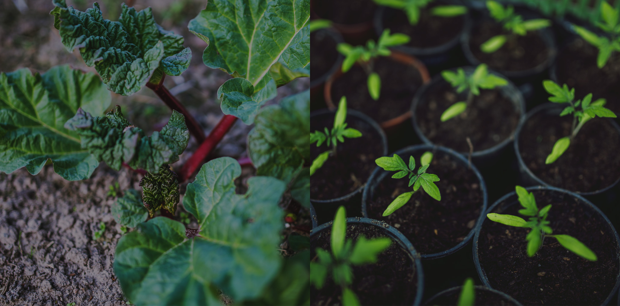 Title over image – kale – sample - iThrive Games Foundation
